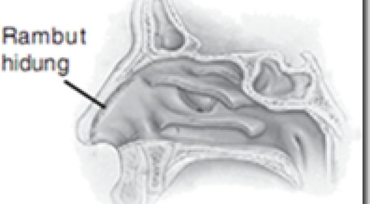 Rambut Hidung: Fakta dan Mitos yang Perlu Diketahui