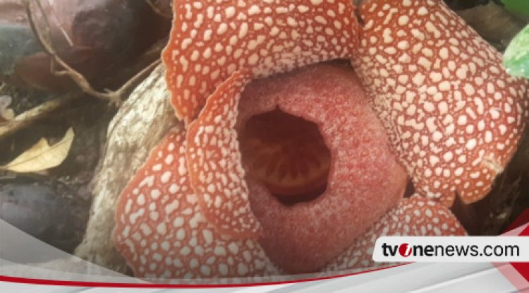 Peristiwa Langka, Bunga Rafflesia Zollingeriana Mekar di Taman Nasional ...